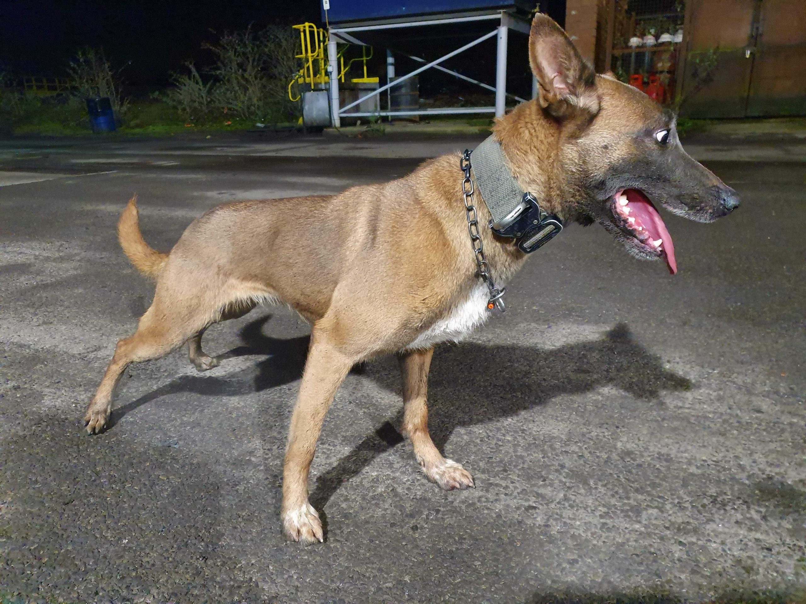 Original – Pro Collar 45mm – All sizes – JTAC K9